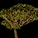 Tree | Age of Empires Series Wiki | Fandom