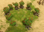 Walking Berry Bushes | Age of Empires Series Wiki | Fandom