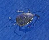 Carcinos | Age of Empires Series Wiki | Fandom