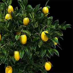 Berry Bush | Age of Empires Series Wiki | Fandom