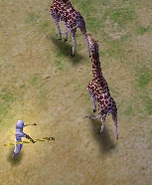 Giraffe | Age of Empires Series Wiki | Fandom