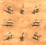 Camel | Age of Empires Series Wiki | Fandom