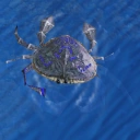 Carcinos | Age of Empires Series Wiki | Fandom