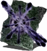 Pyromancies | Age of Sunlight Wiki | Fandom