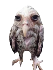 Wet Owl | AGK Adventures Wiki | Fandom