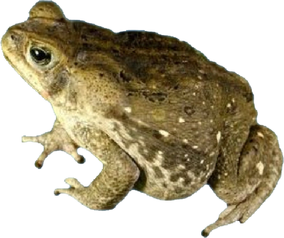 Sapo | Agustin Sepulveda Fanon Wiki | Fandom