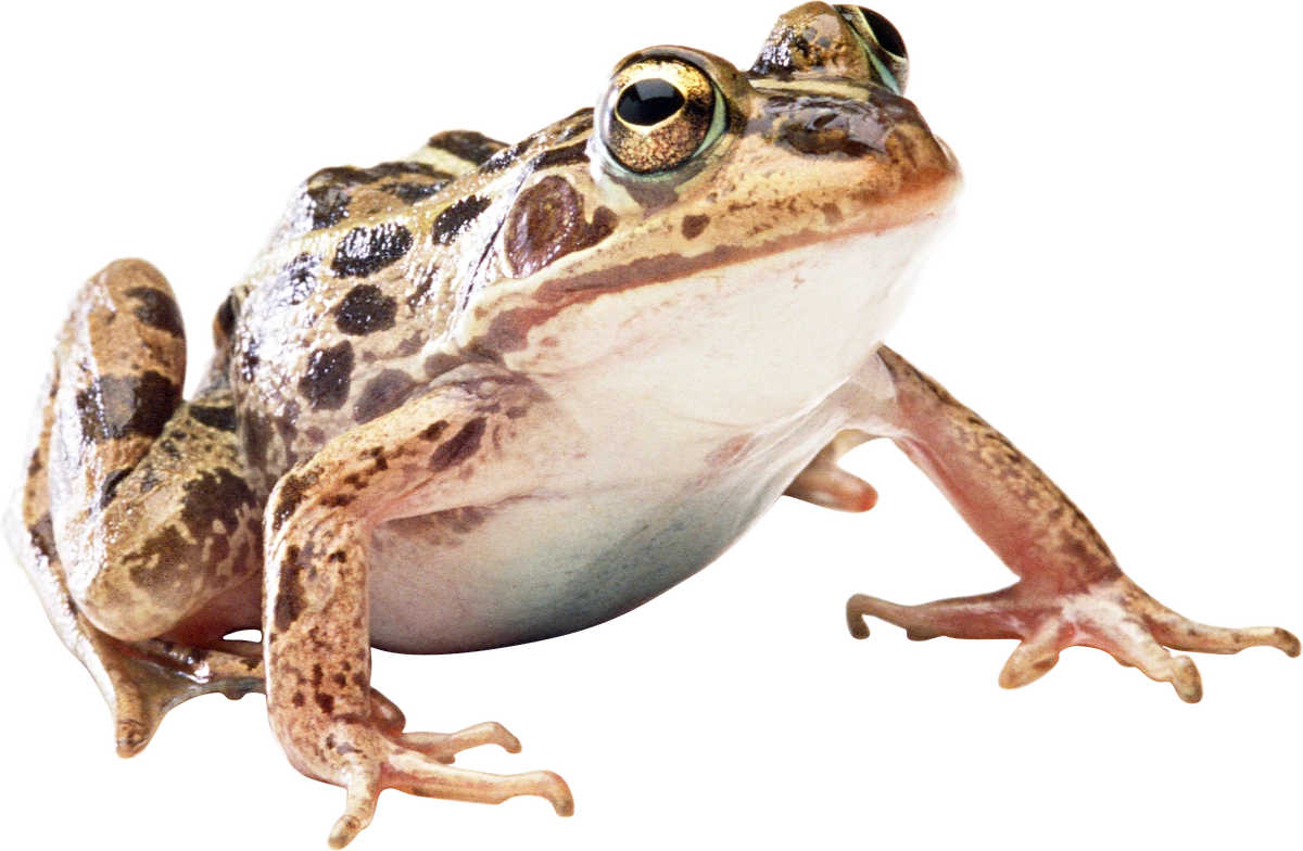 Sapo | Agustin Sepulveda Fanon Wiki | Fandom