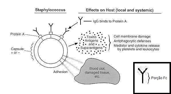 Bacteriologia médica: estudo do gênero Staphylococcus | Wiki AIA 13-17 ...