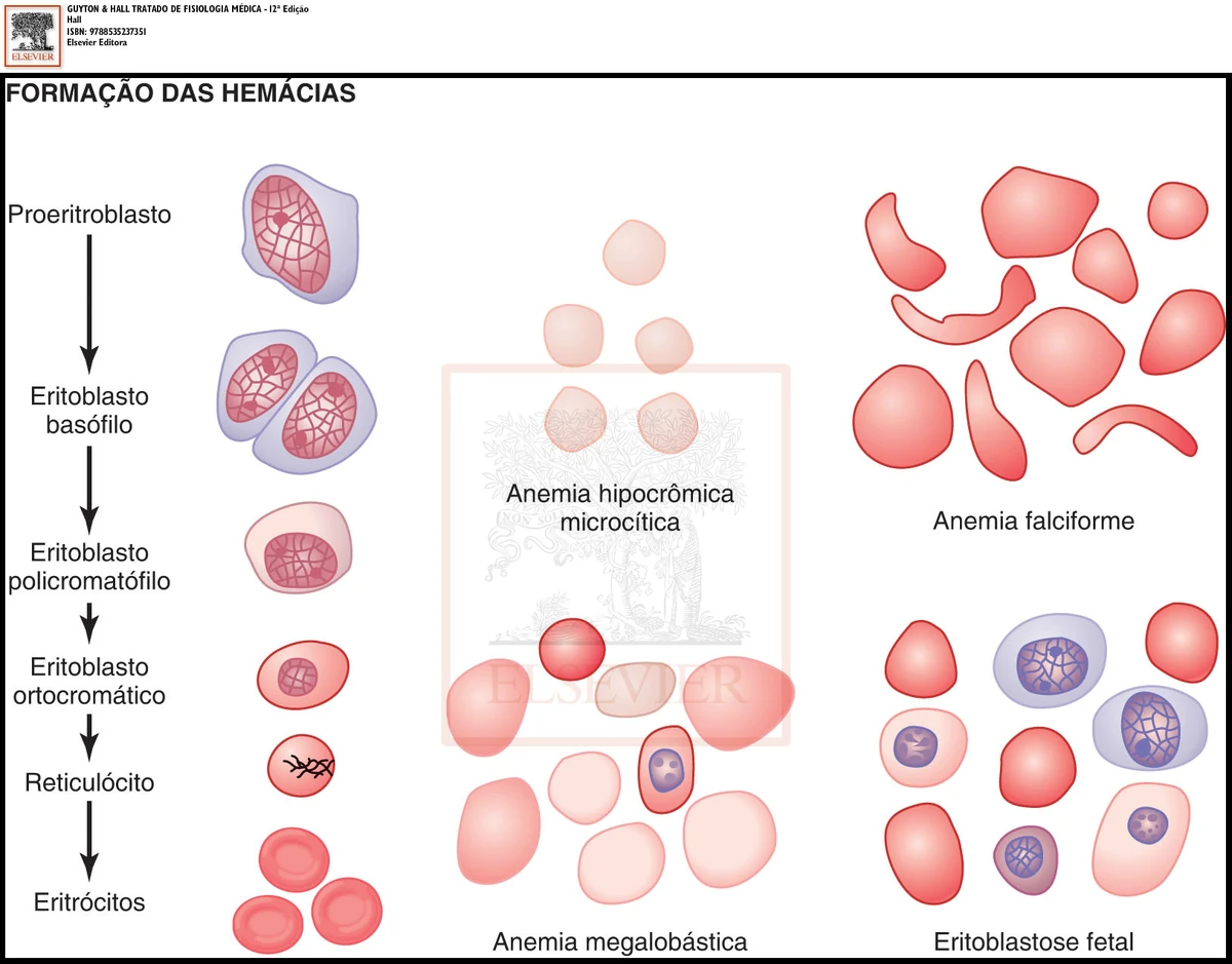 Introdução à Anemia | Wiki AIA 13-17 | Fandom