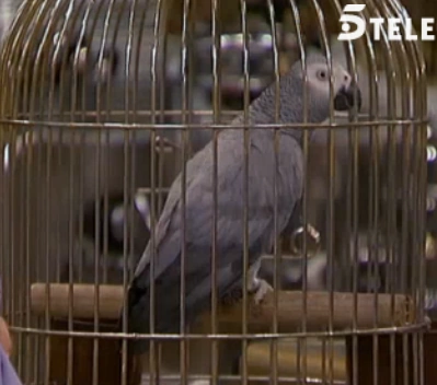 Loro | Wiki Aida | Fandom