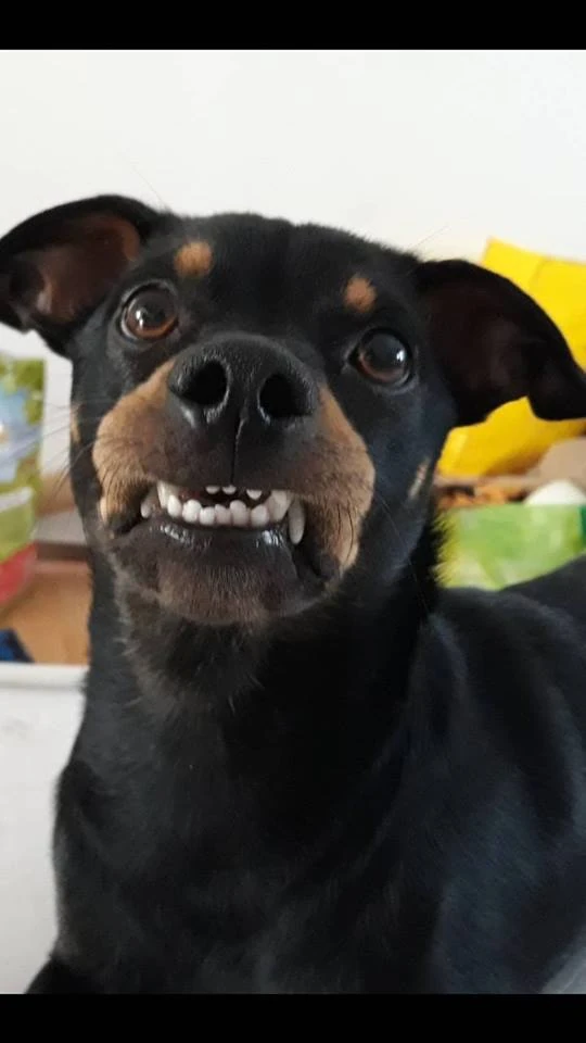 Aidoru Jigoku | Aidoru Jigoku Wiki | Fandom