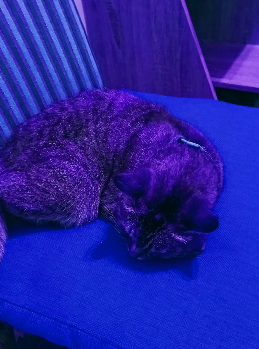 Vex | Ai_generated_sponge Wiki | Fandom