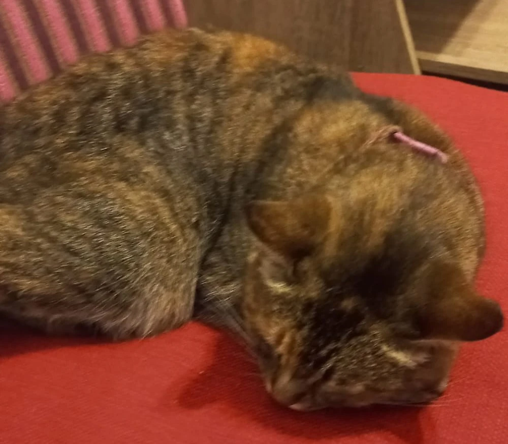 Vex | Ai_generated_sponge Wiki | Fandom