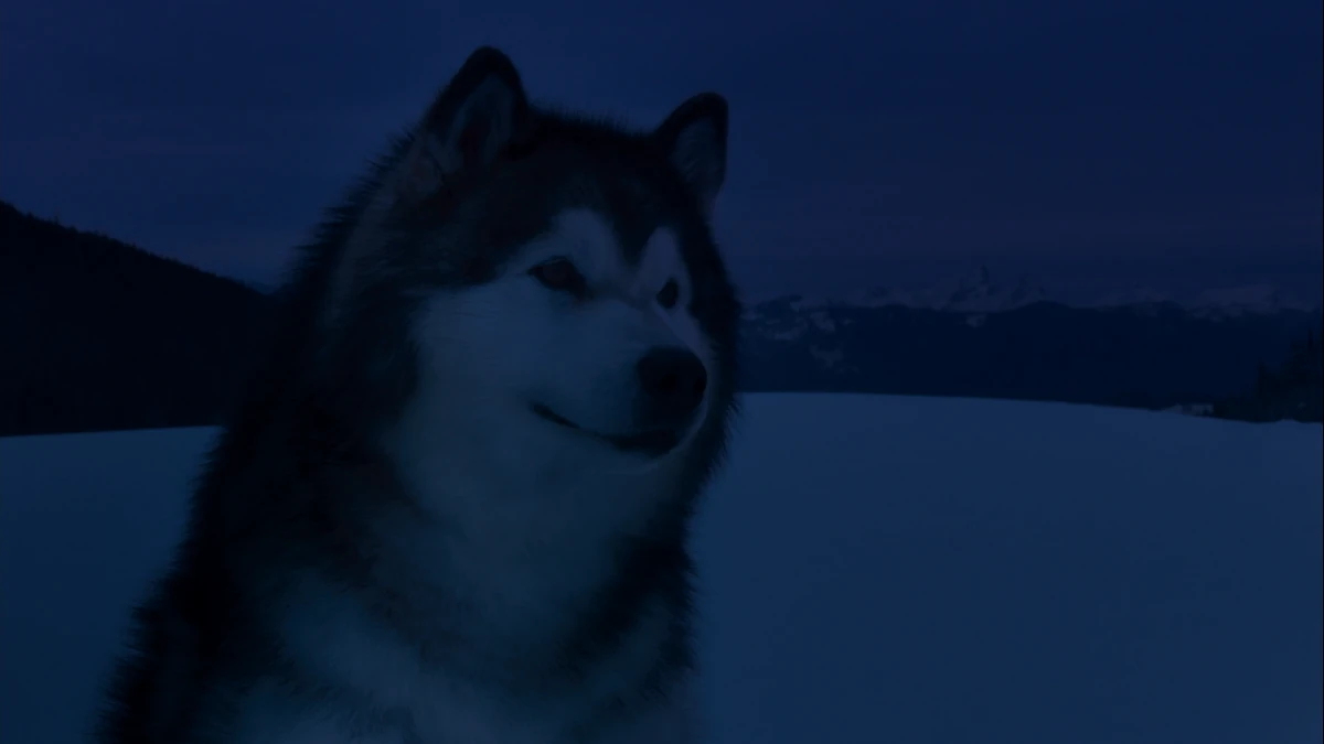 Talon | Air Bud Wiki | Fandom