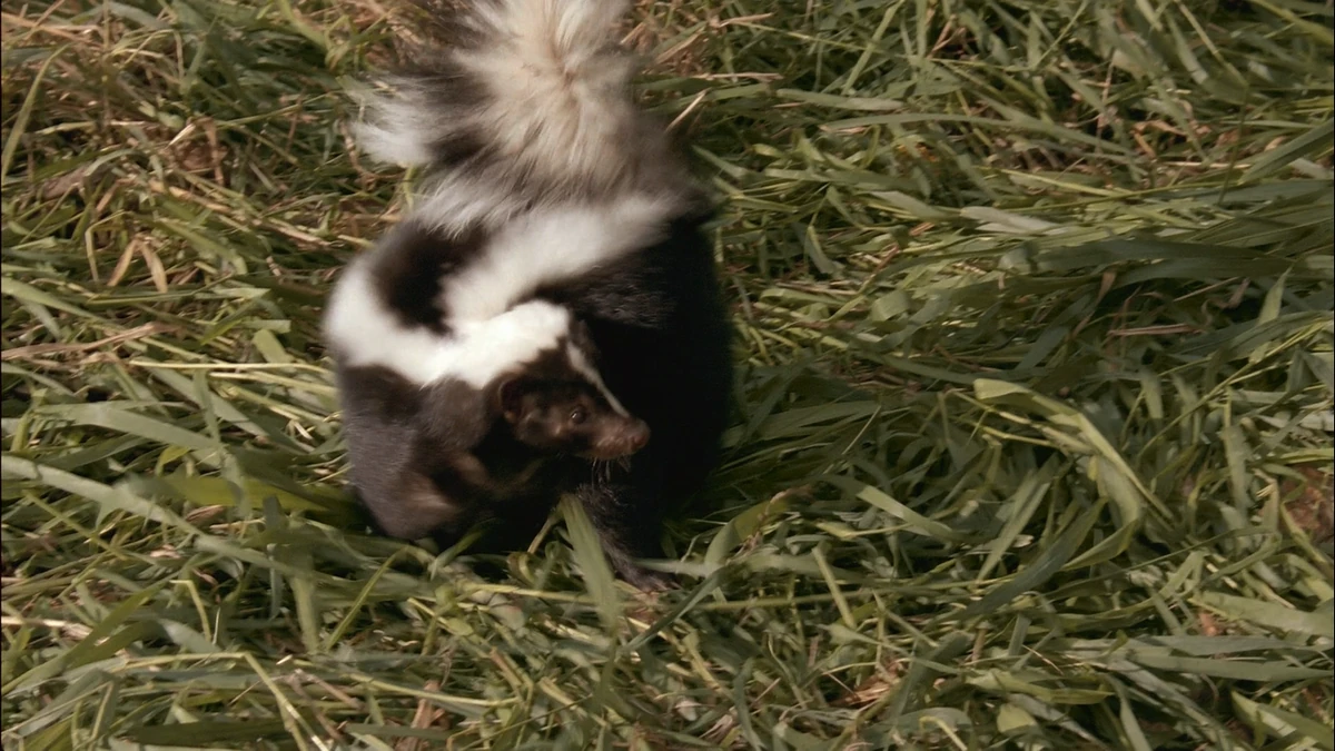 Skunk | Air Bud Wiki | Fandom