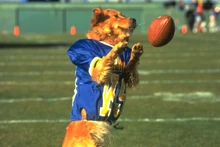 Fernfield Timberwolves (football) | Air Bud Wiki | Fandom