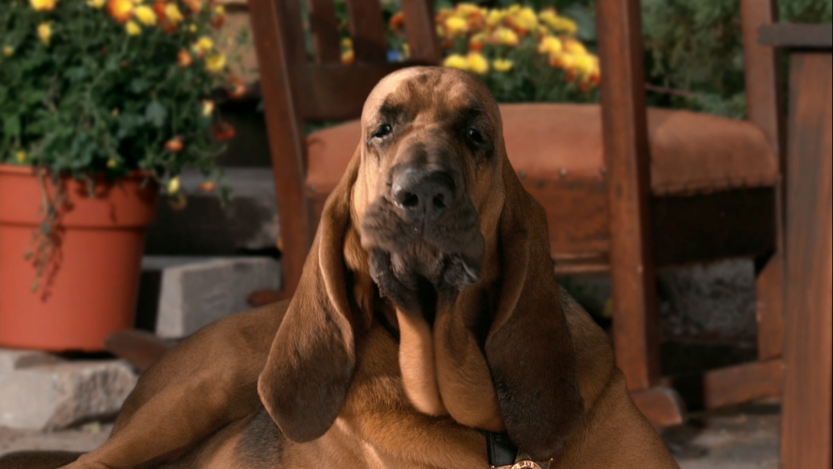 Deputy Sniffer Air Bud Wiki Fandom deputy-sniffer-air-bud-wiki-fandom