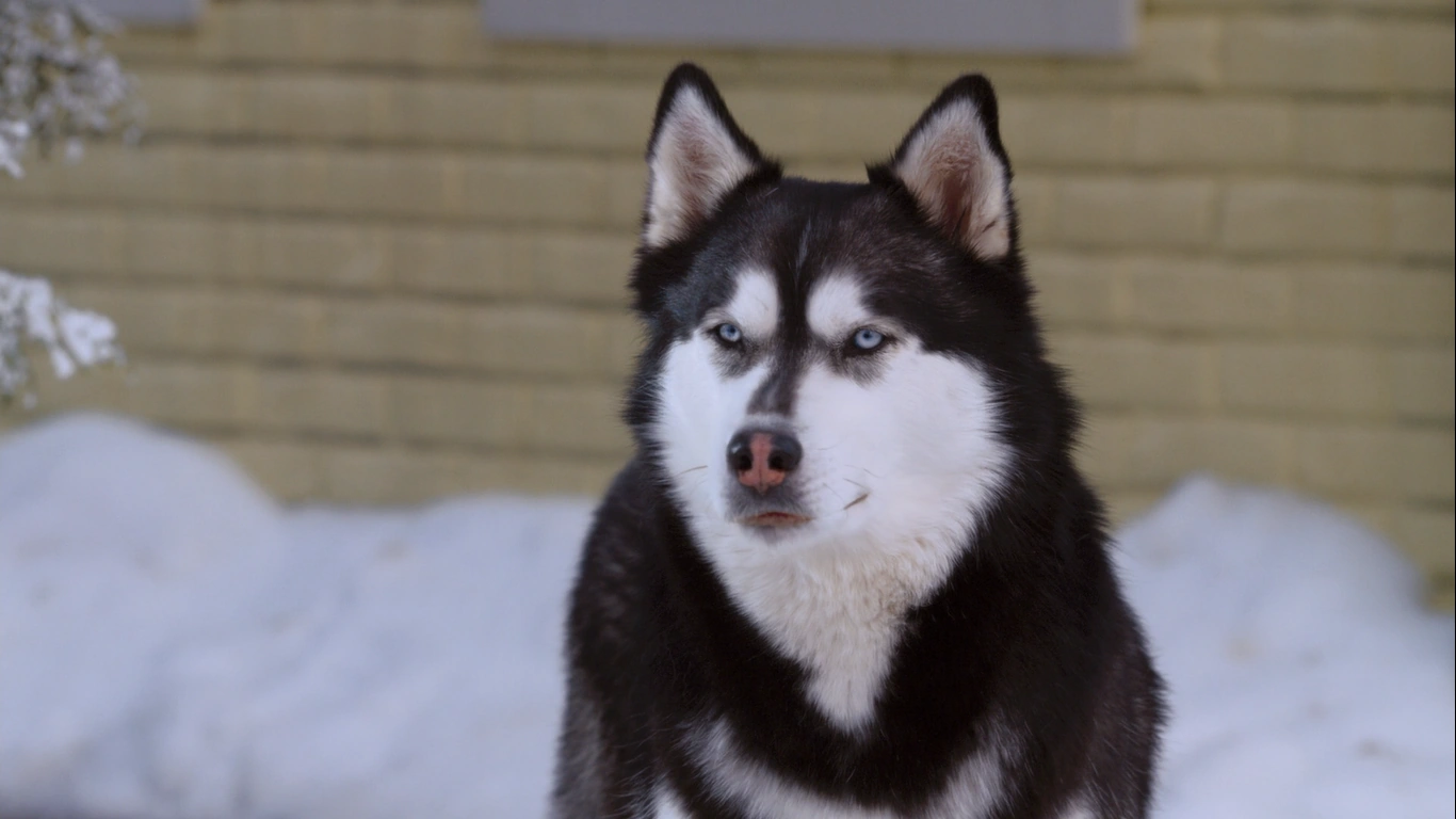 What Are The Huskies Names In Snow Dogs