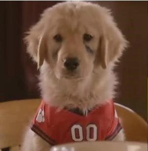 Budderball | AirBuddies Wiki | Fandom