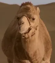 Cammy | AirBuddies Wiki | Fandom