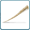 T-rex Tail | Airport City Wiki | Fandom