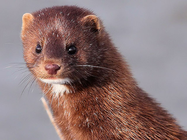 Mink | Animal Jam Fanon Wiki | Fandom