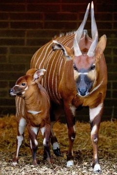 Female Bongo Antelope