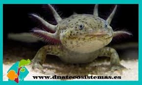 Neotenia | Ajolotes Wiki | Fandom