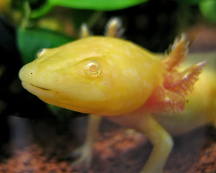 Colores más comunes | Ajolotes Wiki | Fandom