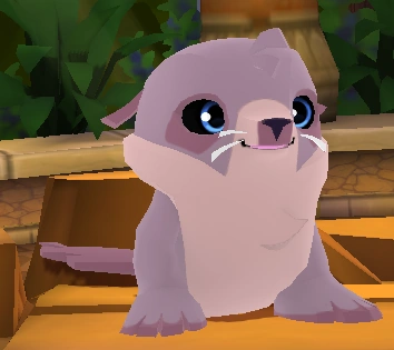 Fur Seal | Animal Jam Wiki | Fandom