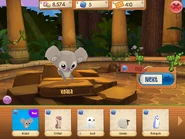 Koala | Animal Jam Wiki | Fandom