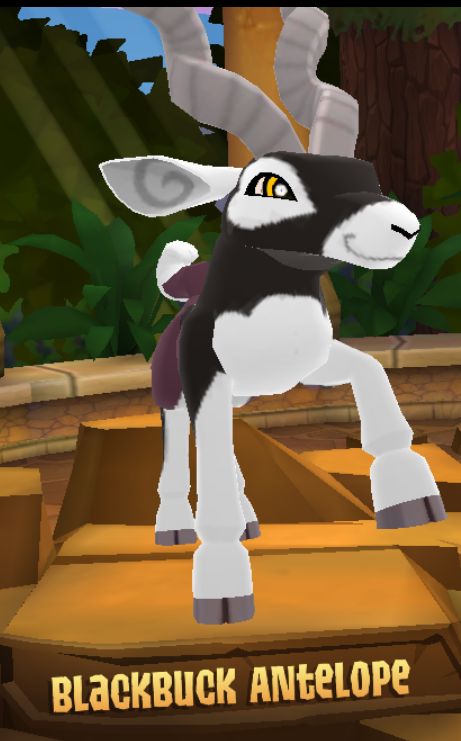 Blackbuck Antelope | Animal Jam Wiki | Fandom
