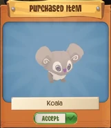 Koala | Animal Jam Wiki | Fandom