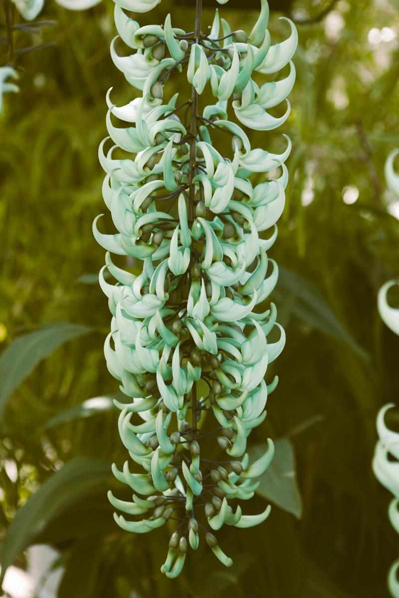 User blog:RozelineFangSol/All about the Jade Vine Flower, my favourite ...