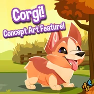 Corgi | Animal Jam Wiki | Fandom