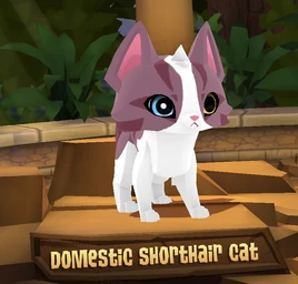 Domestic Shorthair Cat | Animal Jam Wiki | Fandom