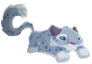 Snow Leopard | Animal Jam Wiki | Fandom