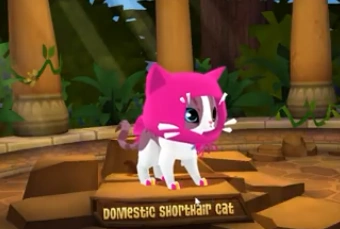 Domestic Shorthair Cat Bundle | Animal Jam Wiki | Fandom