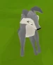 Coyote | Animal Jam Wiki | Fandom