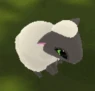Sheep | Animal Jam Wiki | Fandom