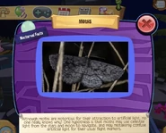 Nocturnal Animals | Animal Jam Wiki | Fandom