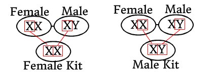 Guide to Cat Genetics | Animal Jam Play Wild Roleplay Wiki | Fandom