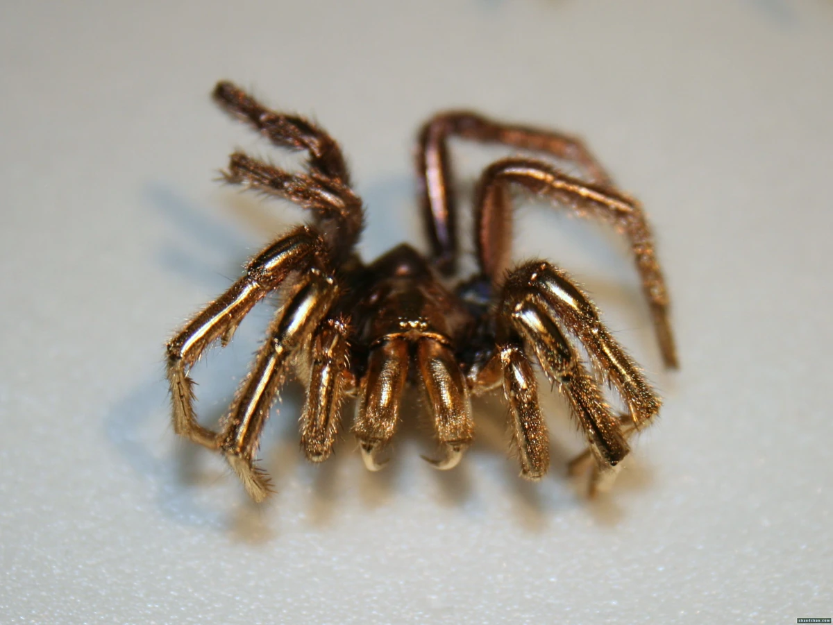 Dreamweaver | Akashat Wiki | Fandom