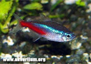 Neonke | Akvaristika Wikia | Fandom