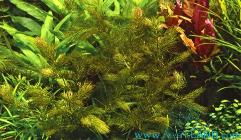 Vodena drezga | Akvaristika Wikia | Fandom