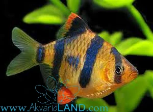 Tetrazona | Akvaristika Wikia | Fandom