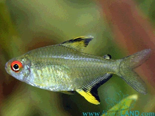 Limun tetra | Akvaristika Wikia | Fandom