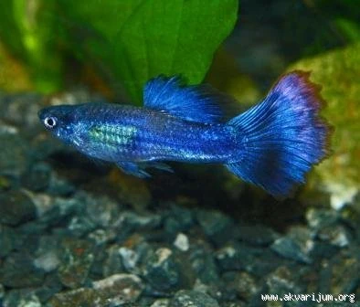 Gupike | Akvaristika Wikia | Fandom