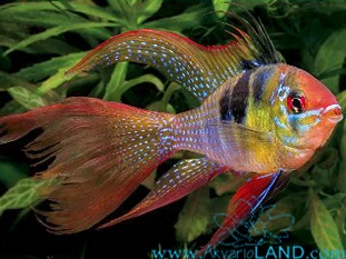 Ramirez slajer | Akvaristika Wikia | Fandom