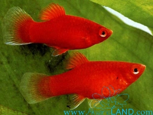 Platike | Akvaristika Wikia | Fandom